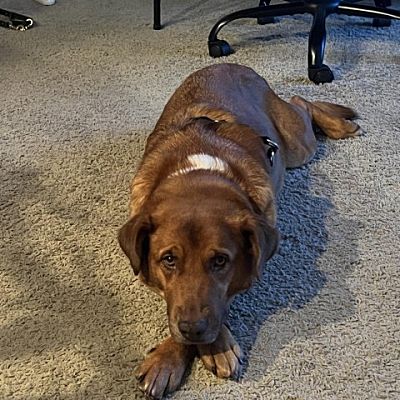 Delaware, OH - Golden Retriever. Meet Octavia a Pet for Adoption ...