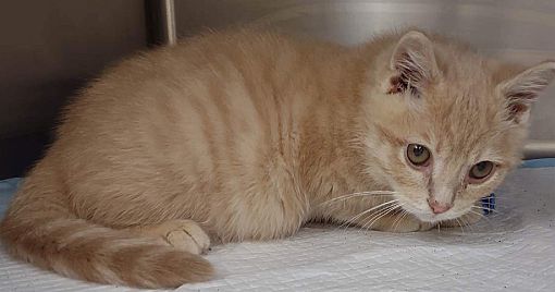 Upper Saddle River, NJ - American Shorthair. Meet Pudge a Pet for ...