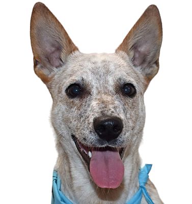 Springfield, OH - Jack Russell Terrier/Australian Cattle Dog. Meet ...