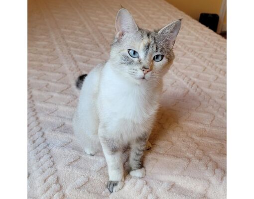 Coos Bay, OR - Siamese. Meet Latte a Pet for Adoption - AdoptaPet.com