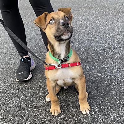 Beacon, NY - Mixed Breed (Medium). Meet Gus a Pet for Adoption ...