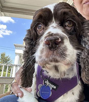 Flushing, NY - Cocker Spaniel. Meet Annabelle a Pet for Adoption ...