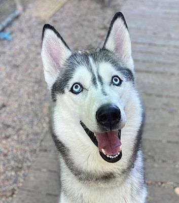 Matawan, NJ - Siberian Husky. Meet Summer a Pet for Adoption ...