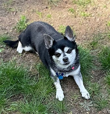 Seattle, WA - Chihuahua. Meet Rosa - Gentle Sweetie a Pet for Adoption ...