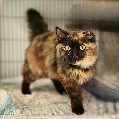 Toms Brook, VA - Domestic Longhair. Meet Perri a Pet for Adoption ...