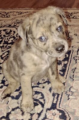 Livingston, TX - Catahoula Leopard Dog. Meet Linus van Pelt a Pet for ...