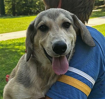 Hamilton, NJ - Great Pyrenees/Husky. Meet Mackie a Pet for Adoption ...