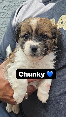 Los Angeles, CA - Jack Russell Terrier. Meet Chunky a Pet for Adoption ...