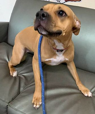 South Park, PA - Pit Bull Terrier. Meet Winnie a Pet for Adoption ...