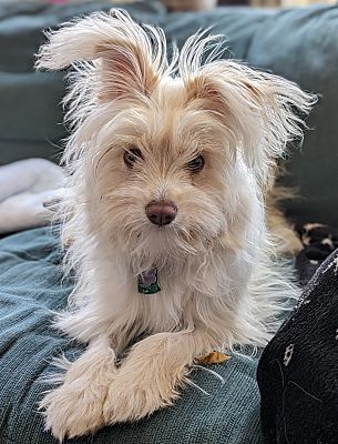 Pawtucket, RI - Jack Russell Terrier/American Eskimo Dog. Meet Zelda a ...