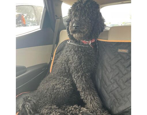 Wichita, KS - Poodle (Standard). Meet Chino a Pet for Adoption ...