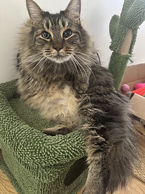Randolph, MA - Maine Coon. Meet Levi and Lulu a Pet for Adoption ...