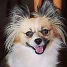 Papillon Puppies - Papillon Rescue and Adoption Near You