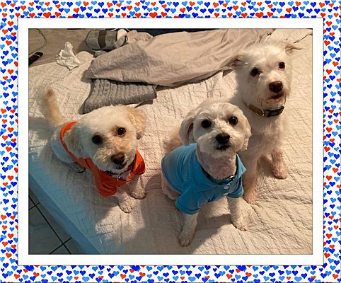 Tulsa, OK - Bichon Frise. Meet Adopted!!Qua, Zar,Kamby a Pet for ...
