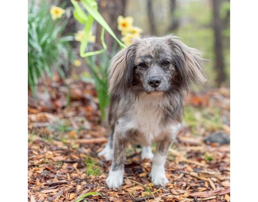 Fairfax, VA - Pekingese/Dachshund. Meet Smokey a Pet for Adoption ...