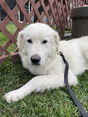 Pittsburgh, PA - Great Pyrenees. Meet Ghost a Pet for Adoption ...
