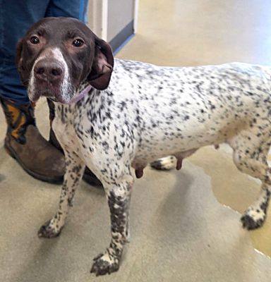 Sudbury, MA - German Shorthaired Pointer. Meet Mira a Pet for Adoption ...