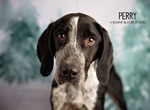 Littleton, CO - German Shorthaired Pointer/Bluetick Coonhound. Meet ...