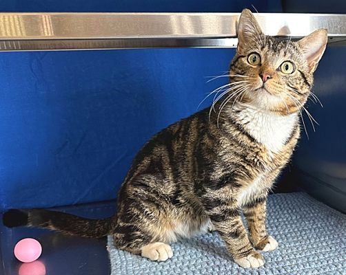 Sherwood, OR - Domestic Shorthair. Meet Theodore a Pet for Adoption ...