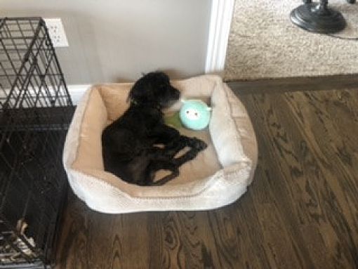 Granger, IN - Cocker Spaniel/Poodle (Miniature). Meet Diego a Pet for ...