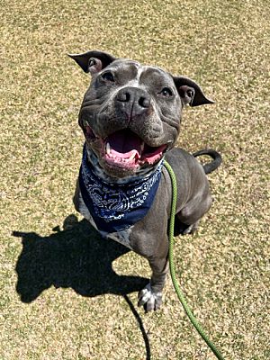 Chandler, AZ - American Staffordshire Terrier/American Pit Bull Terrier ...