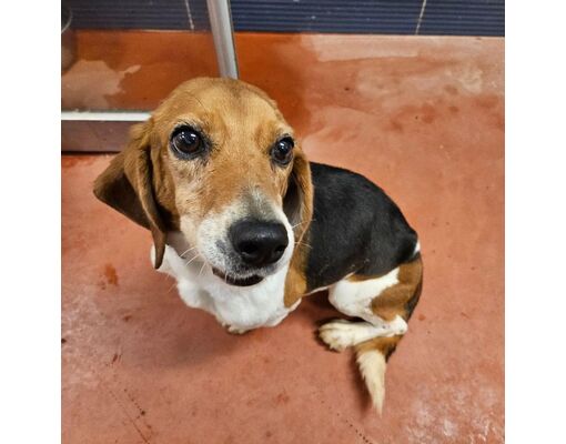 Nowata, OK - Beagle. Meet Atlas a Pet for Adoption - AdoptaPet.com