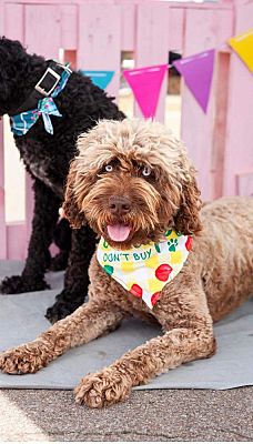 Oklahoma City, OK - Cockapoo. Meet Winnie-Bonded Pair with Pearl a Pet ...