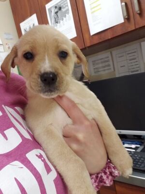 Springfield, MO - Australian Cattle Dog. Meet Vinnie a Pet for Adoption ...