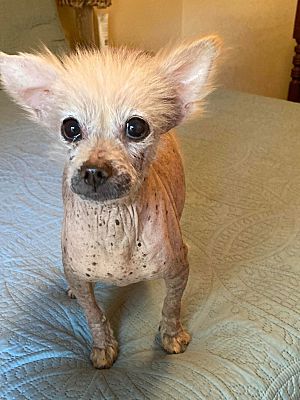 Hagerstown, MD - Chinese Crested/Pomeranian. Meet Petey a Pet for ...