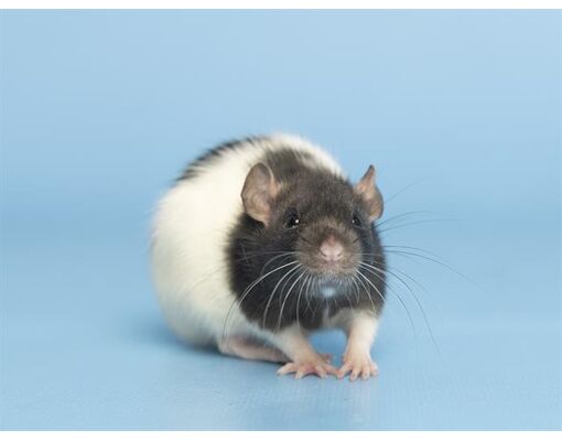 Phoenix, AZ - Rat. Meet OATS a Pet for Adoption - AdoptaPet.com