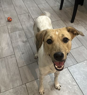 Windermere, FL - English Pointer/Labrador Retriever. Meet Fawn a Pet ...
