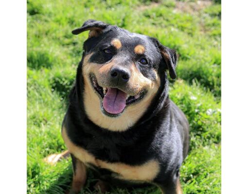 Modesto, CA - Rottweiler. Meet *RITA a Pet for Adoption - AdoptaPet.com