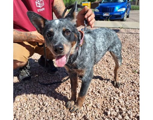 Payson, AZ - Australian Cattle Dog/Mixed Breed (Medium). Meet Dixie a ...