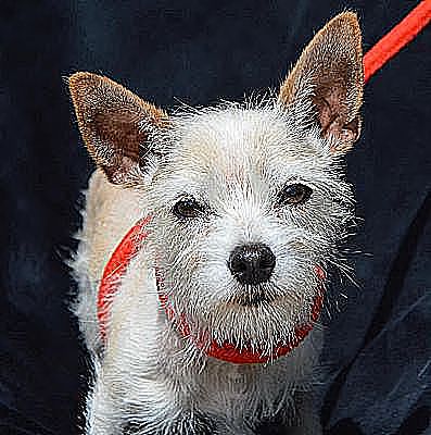 Enfield, CT - Chihuahua/Mixed Breed (Small). Meet Rex/ADOPTED a Pet for ...