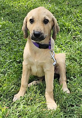 richmond, VA - Labrador Retriever/Mountain Cur. Meet PUPPY DREAM GIRL a ...
