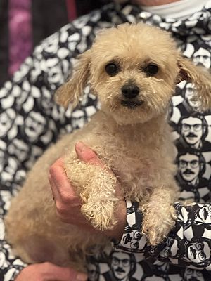 Renton, WA - Poodle (Miniature). Meet Will Ferrell a Pet for Adoption ...