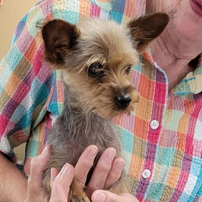 Livingston, TX - Yorkie, Yorkshire Terrier. Meet Pixie a Pet for ...
