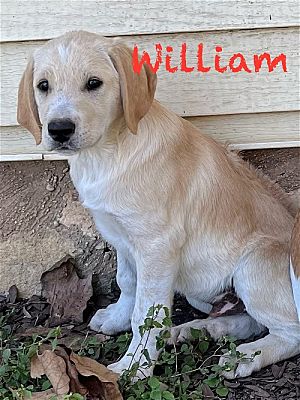 Rosmont, IL - Great Pyrenees/Rhodesian Ridgeback. Meet William a Pet ...