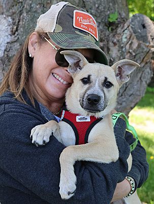 Harrison, NY - Carolina Dog/Chihuahua. Meet Amy a Pet for Adoption ...
