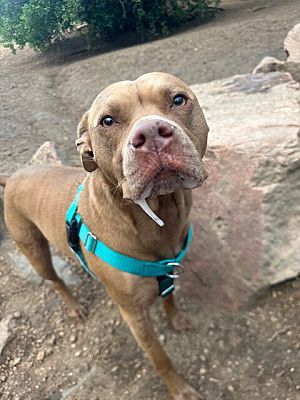 Colorado Springs, CO - Pit Bull Terrier. Meet Sora a Pet for Adoption ...