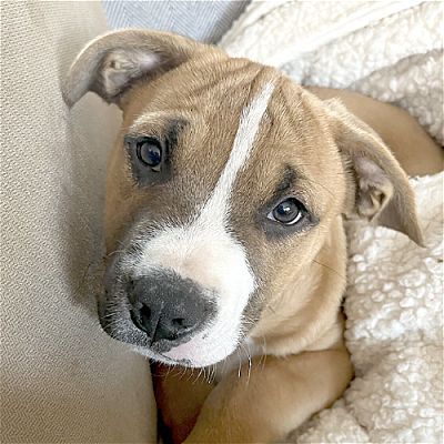 Sunnyvale, CA - Pit Bull Terrier. Meet Paul a Pet for Adoption ...