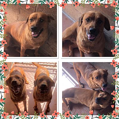 Buckhannon, WV - Shepherd (Unknown Type). Meet GINGER a Pet for ...