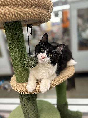 ROSENBERG, TX - Domestic Longhair. Meet Thatcher a Pet for Adoption ...