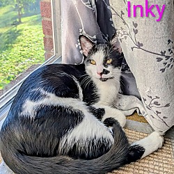 Salem, NH - Domestic Shorthair. Meet KITTEN INKY a Pet for Adoption ...
