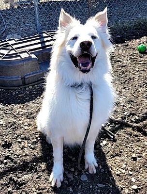 Spokane Valley, WA - Mixed Breed (Medium). Meet Oatly a Pet for ...