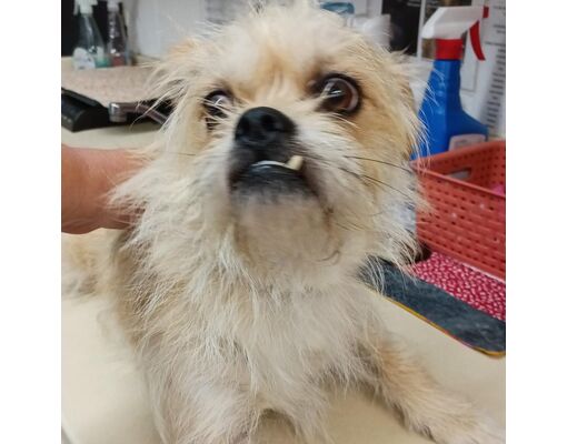 Ardmore, OK - Brussels Griffon. Meet Toby a Pet for Adoption ...