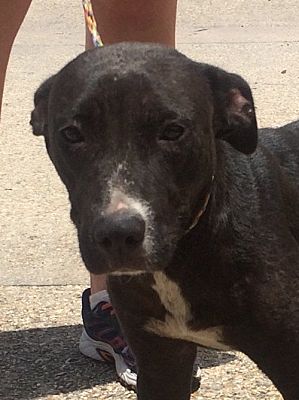 Slidell, LA - Labrador Retriever. Meet Laverne a Pet for Adoption ...