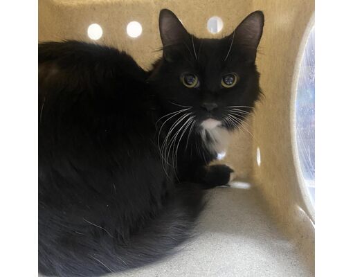 Reno, NV - Domestic Mediumhair. Meet Carey a Pet for Adoption ...