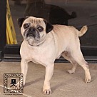 Pug Puppies - Pug Rescue and Adoption Near You