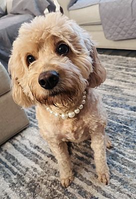 Orlando, FL - Goldendoodle. Meet Hazel a Pet for Adoption - AdoptaPet.com